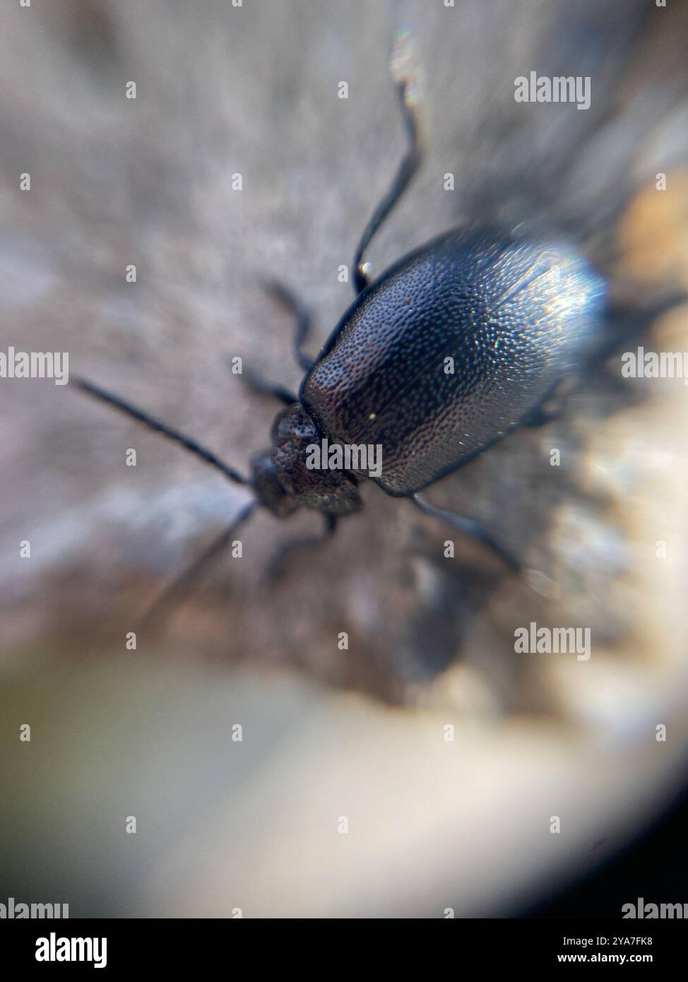black-punctured leaf beetle (Galeruca tanaceti) Insecta Stock Photo - Alamy