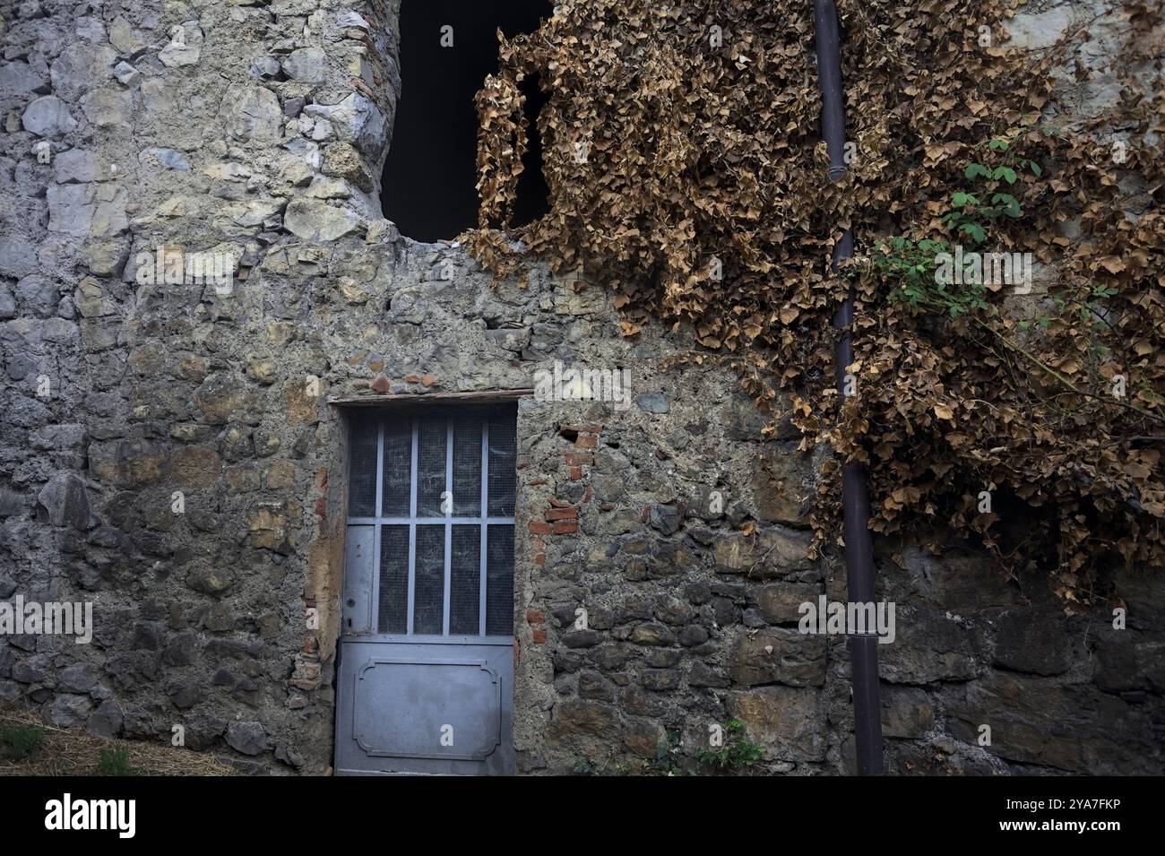 Facade of an abandoned stone house with a withered creeper plant over ...