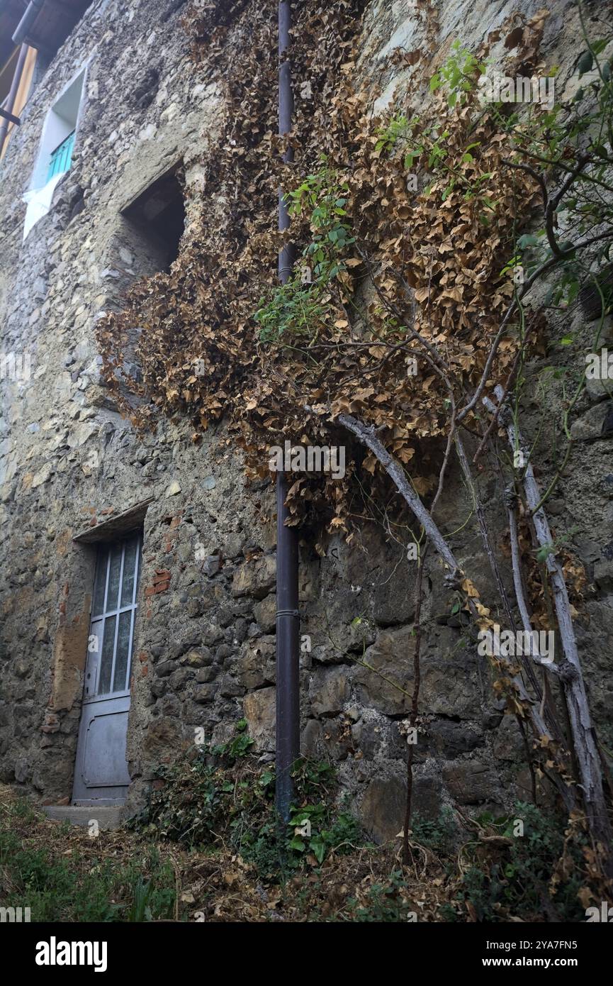 Facade of an abandoned stone house with a withered creeper plant over ...