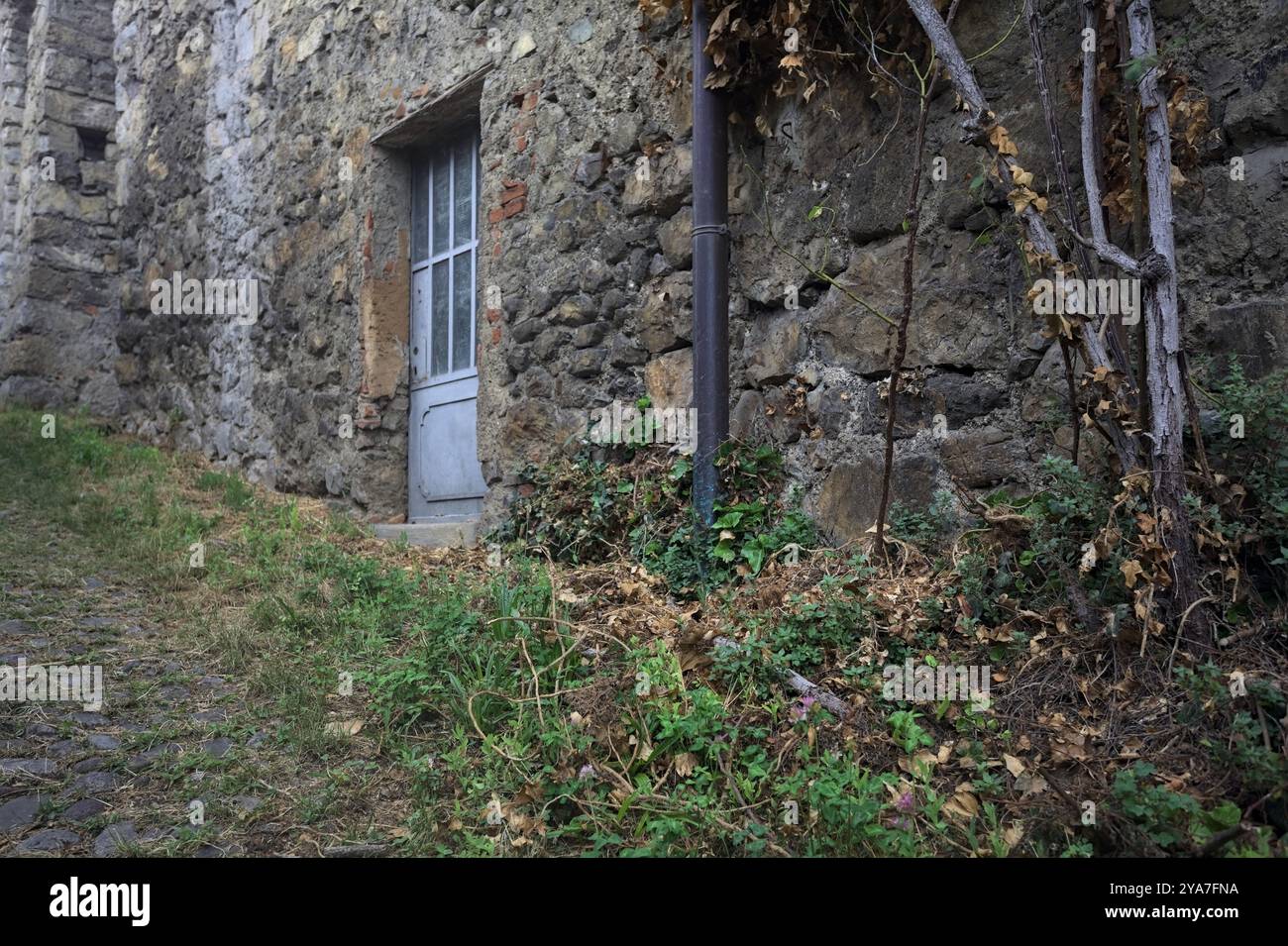 Facade of an abandoned stone house with a withered creeper plant over ...