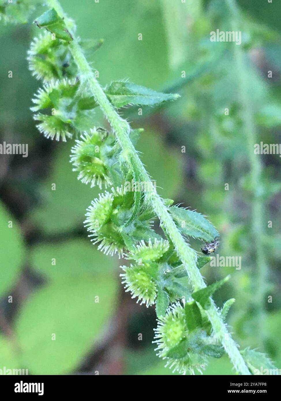 virginia stickseed (Hackelia virginiana) Plantae Stock Photo - Alamy