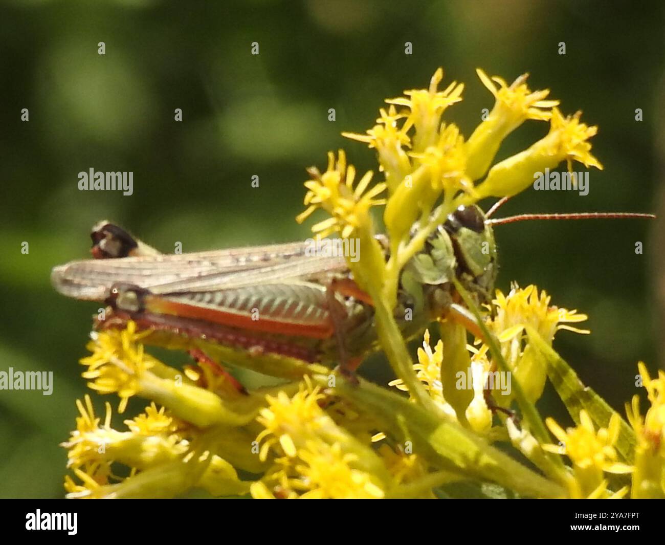Red-legged Grasshopper (Melanoplus femurrubrum) Insecta Stock Photo - Alamy