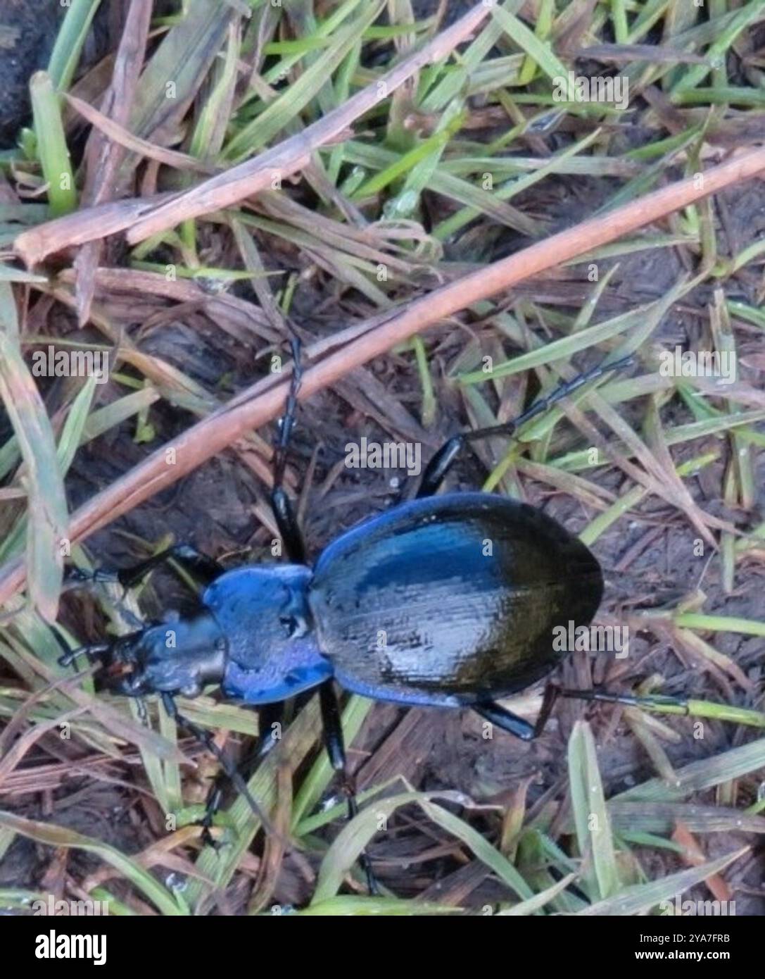 Rough Violet Ground Beetle (Carabus problematicus) Insecta Stock Photo ...