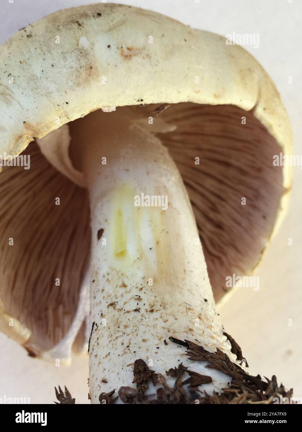Horse Mushroom (Agaricus arvensis) Fungi Stock Photo - Alamy