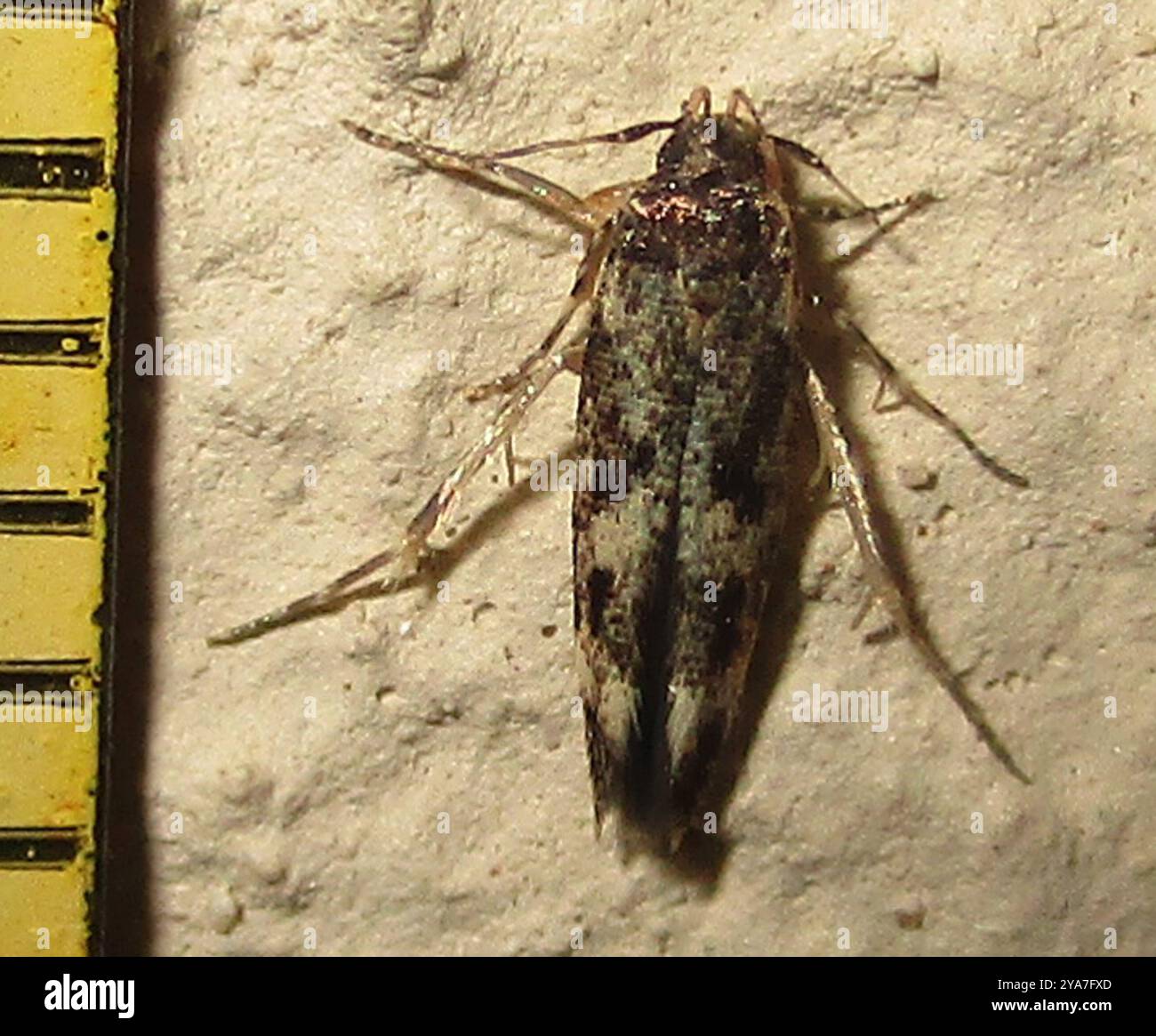 Butterflies and Moths (Lepidoptera) Insecta Stock Photo - Alamy