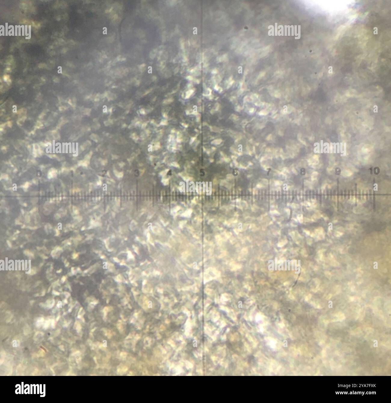 (Podospora anserina) Fungi Stock Photo - Alamy