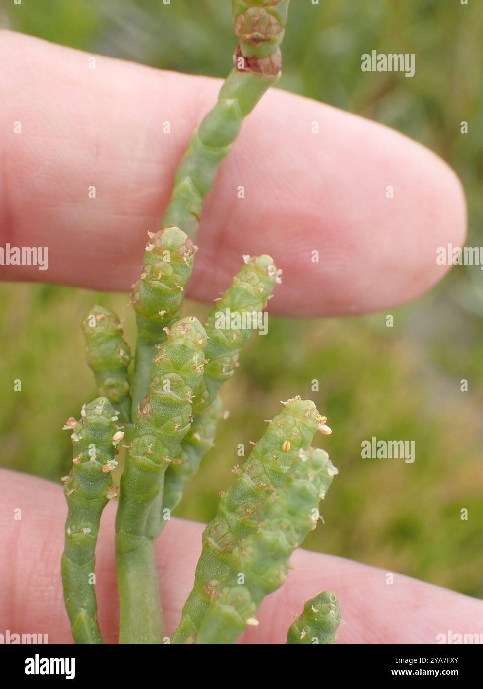 Perennial Glasswort (Salicornia perennis) Plantae Stock Photo - Alamy