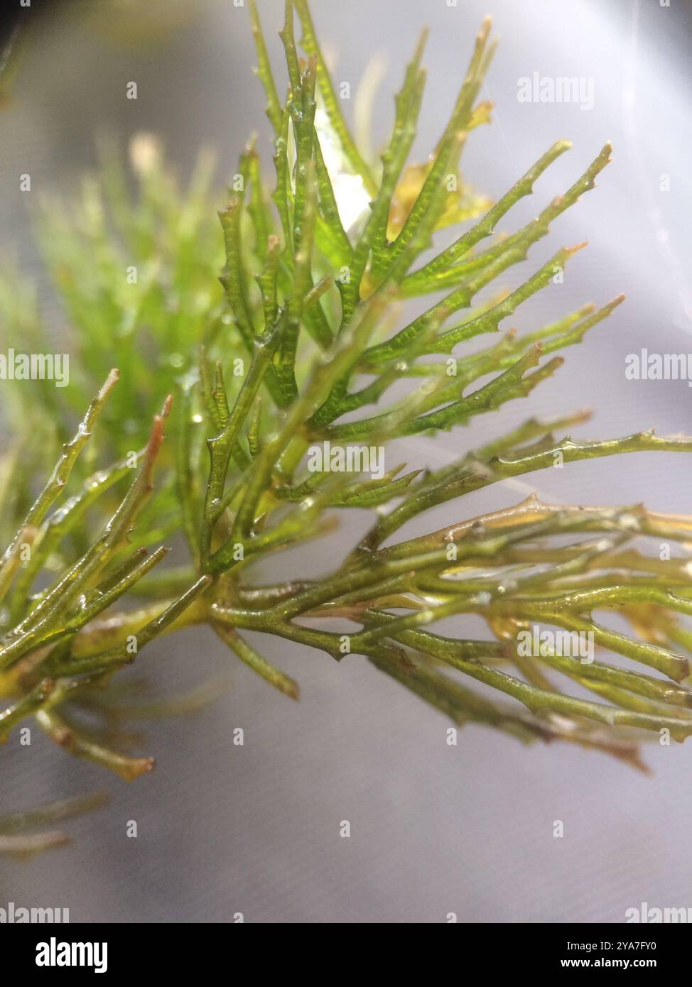 coontail (Ceratophyllum demersum) Plantae Stock Photo - Alamy