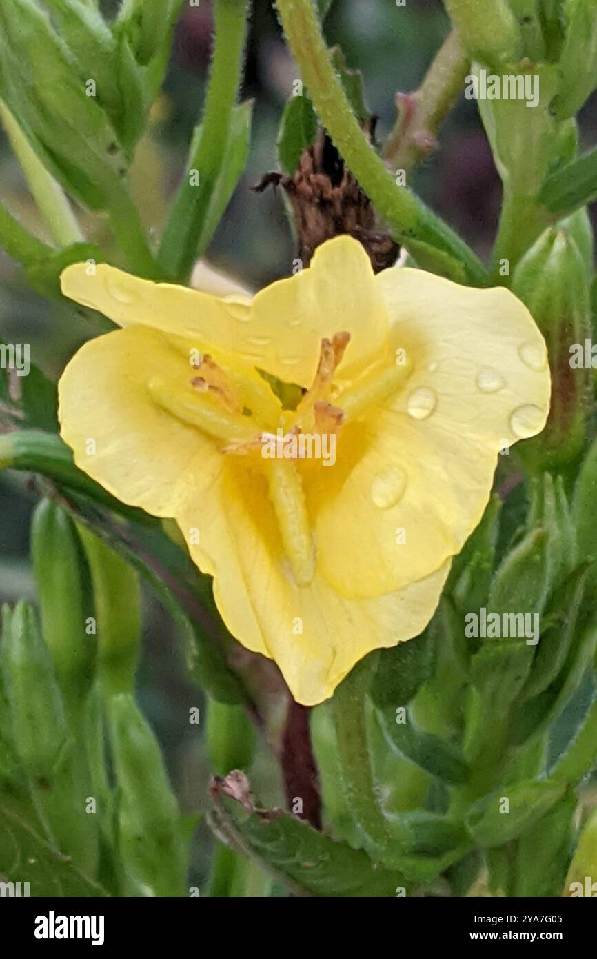 hairy evening primrose (Oenothera villosa) Plantae Stock Photo - Alamy