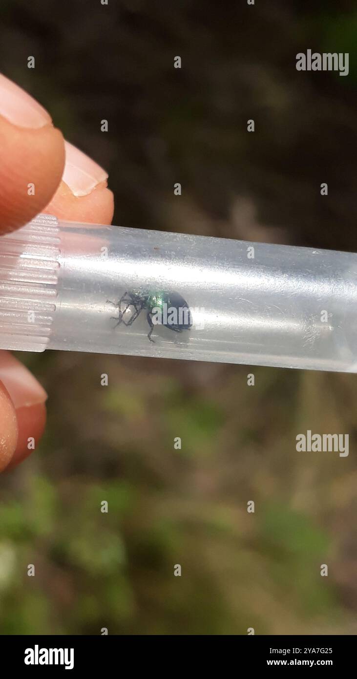 Blue Shield Bug (Zicrona caerulea) Insecta Stock Photo - Alamy