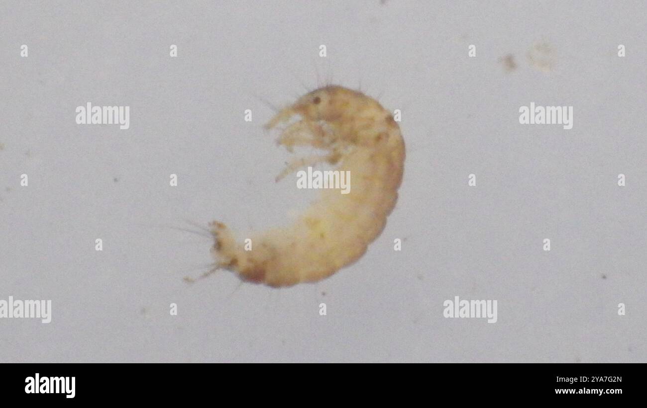 Little Black Caddisflies (Glossosomatidae) Insecta Stock Photo - Alamy