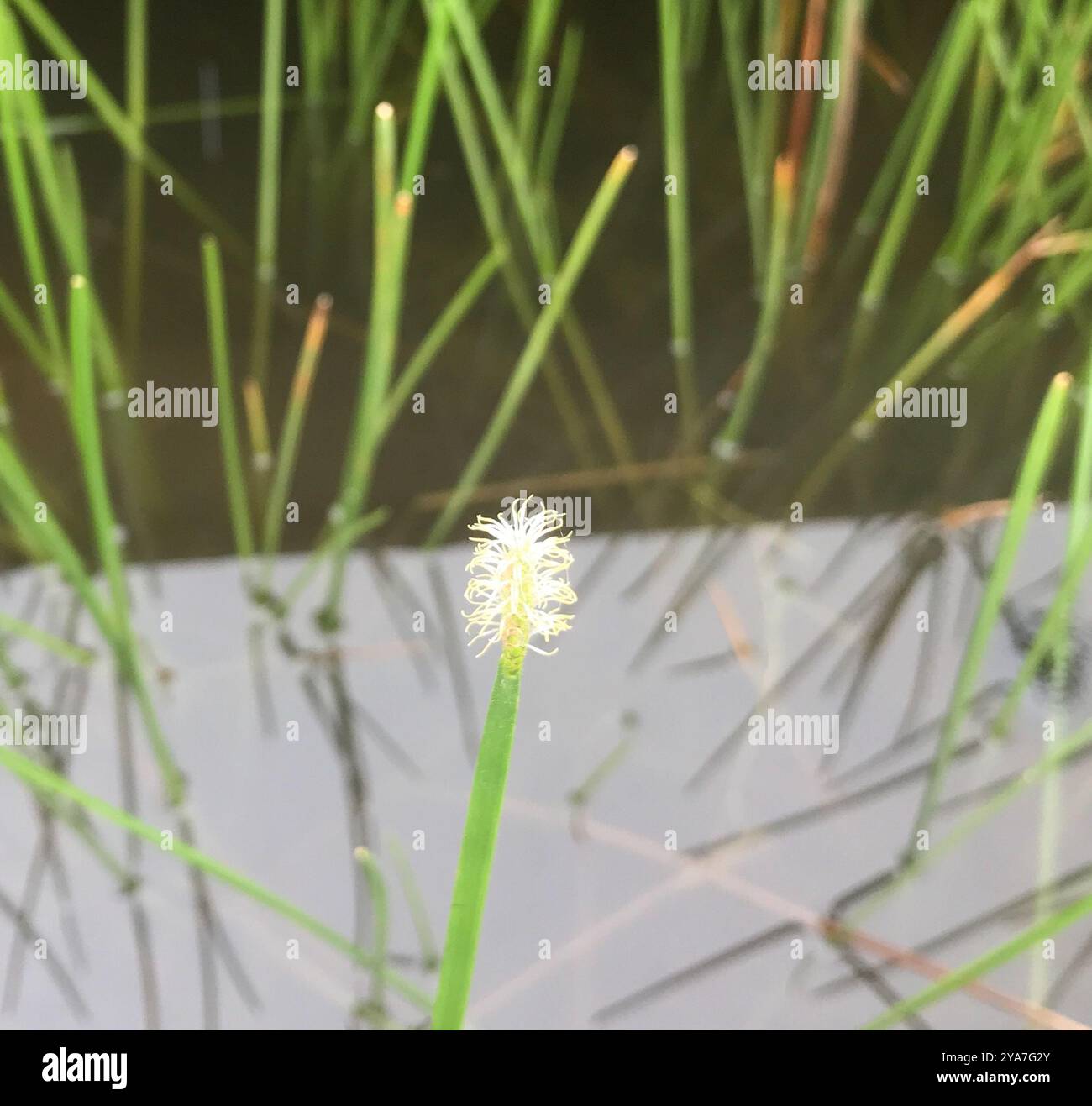 Common Spike-rush (Eleocharis palustris) Plantae Stock Photo - Alamy
