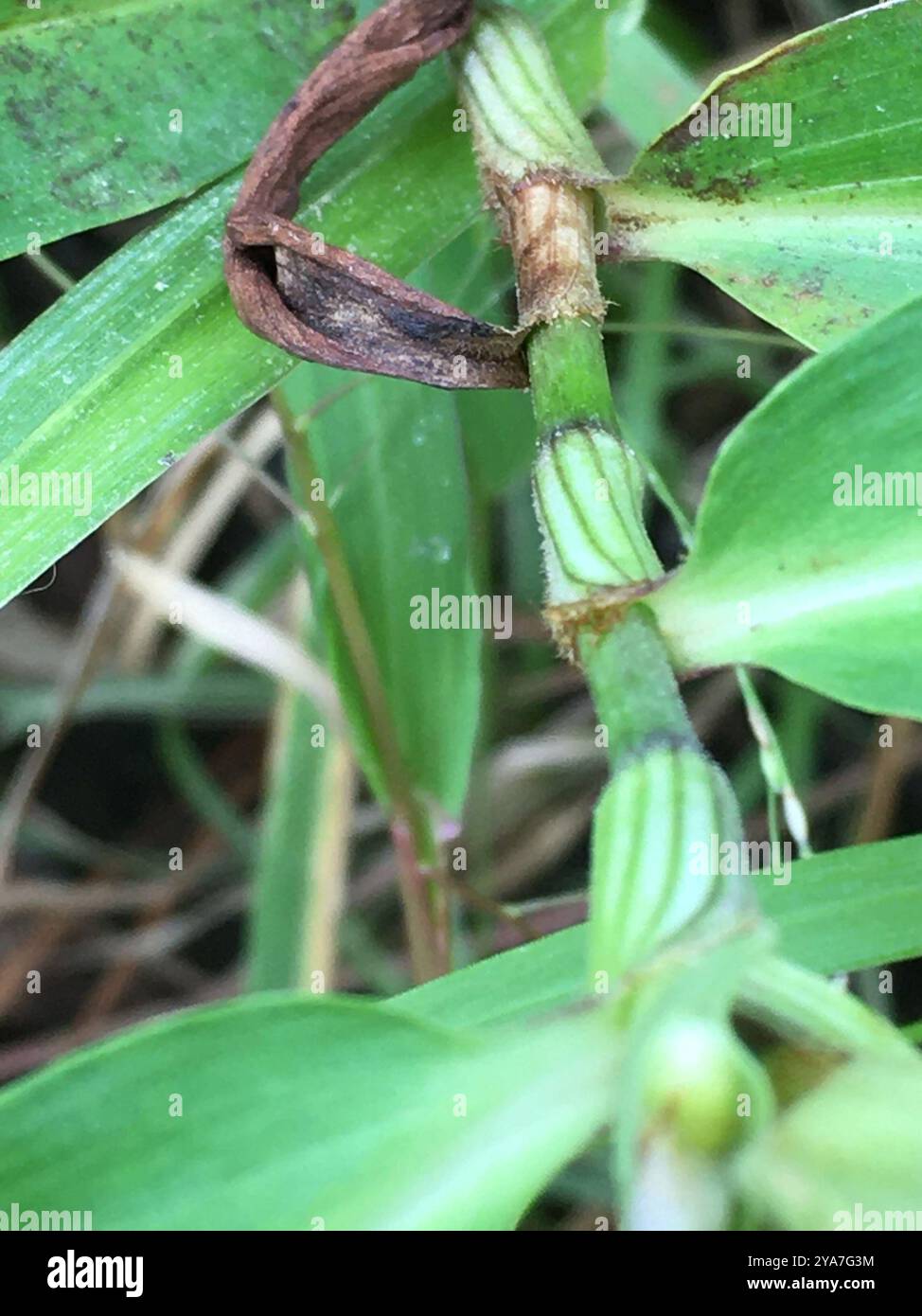 Virginia Dayflower (Commelina virginica) Plantae Stock Photo - Alamy