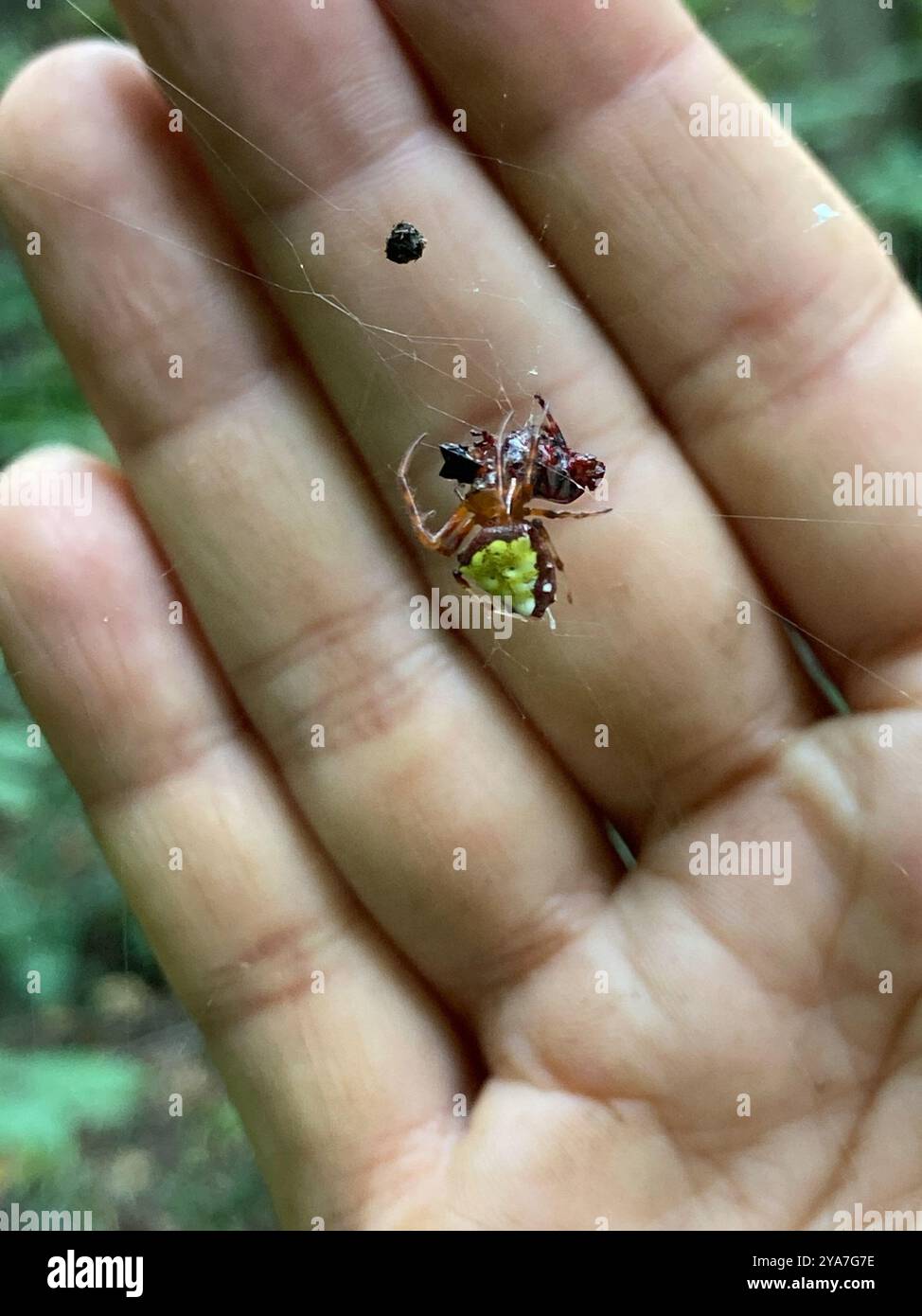 Arrowhead Orbweaver (Verrucosa arenata) Arachnida Stock Photo - Alamy