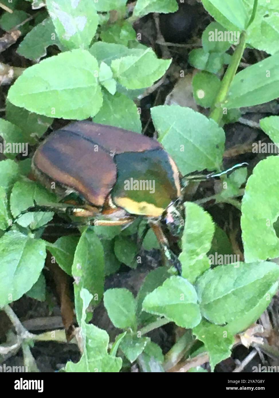 Common Green June Beetle (Cotinis nitida) Insecta Stock Photo - Alamy
