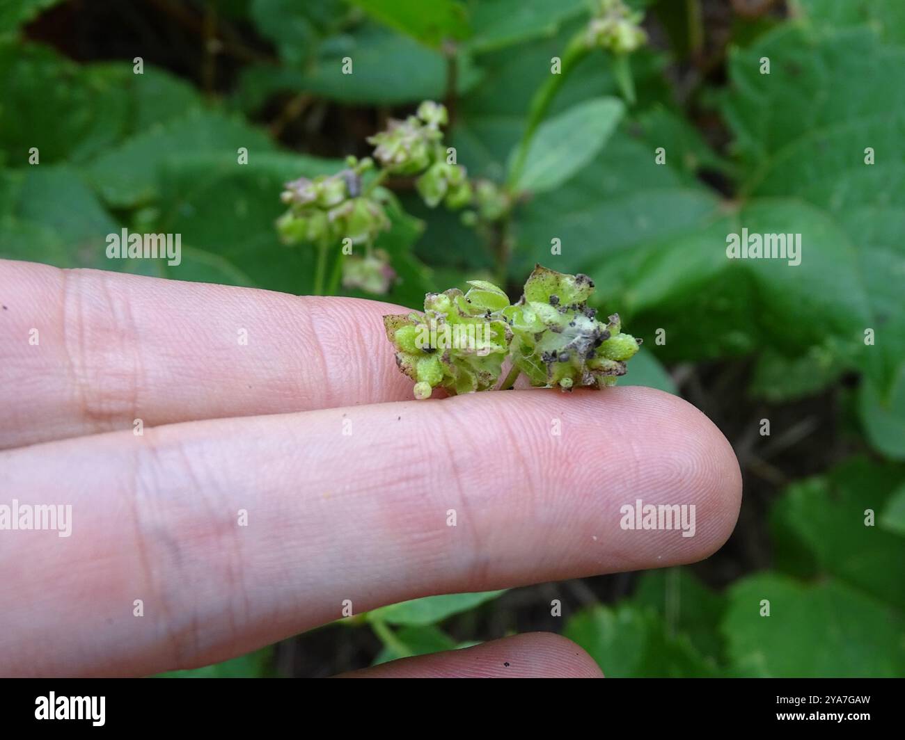 Wild Four o'Clock (Mirabilis nyctaginea) Plantae Stock Photo - Alamy