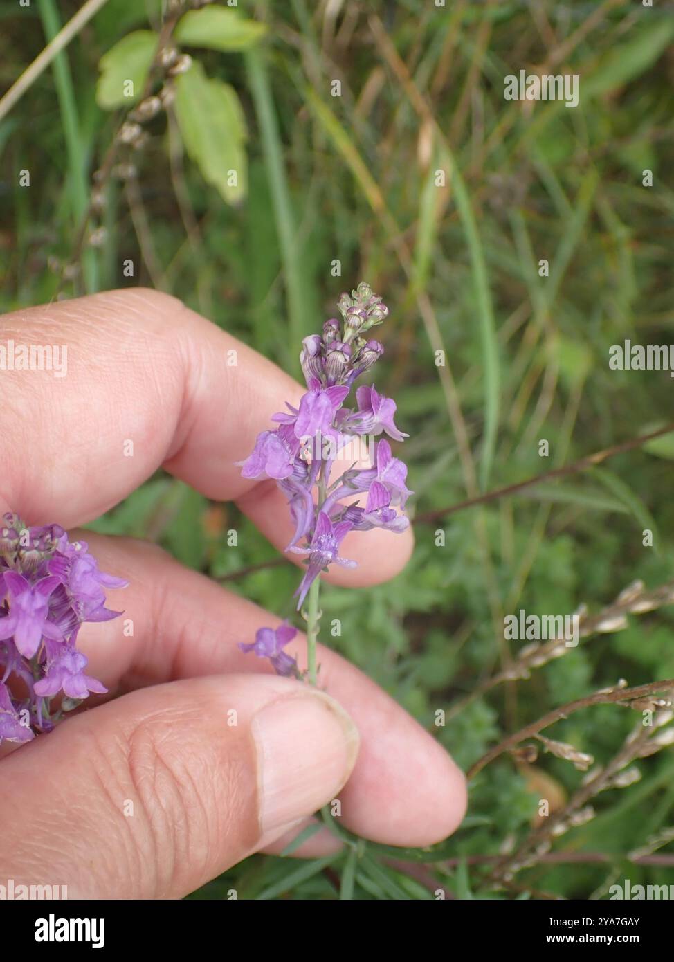 Purple Toadflax (Linaria purpurea) Plantae Stock Photo - Alamy