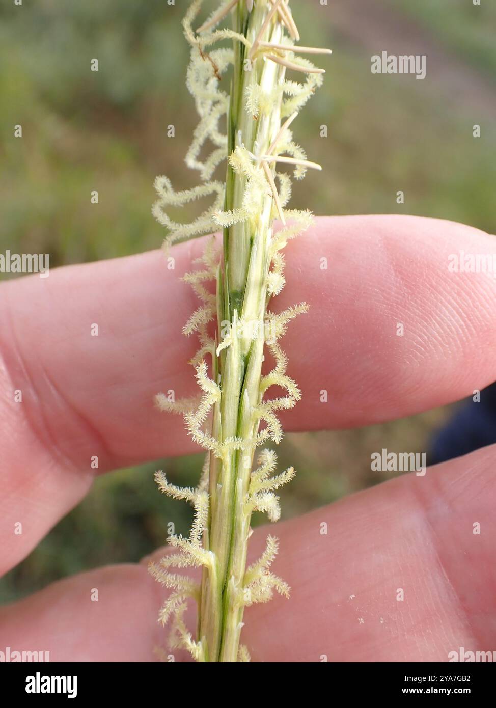 common cordgrass (Sporobolus anglicus) Plantae Stock Photo - Alamy