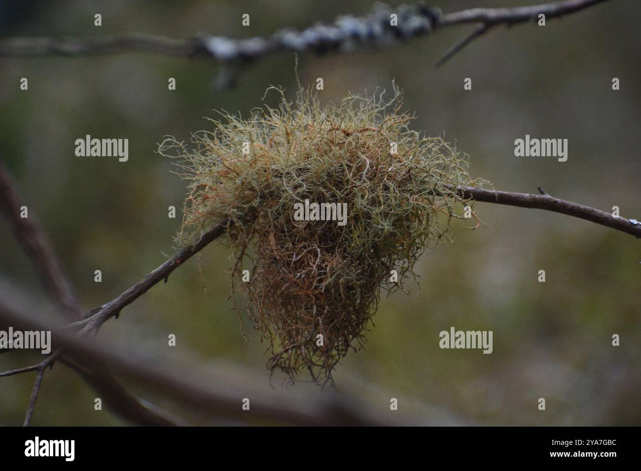 Usnea rubicunda hi-res stock photography and images - Alamy