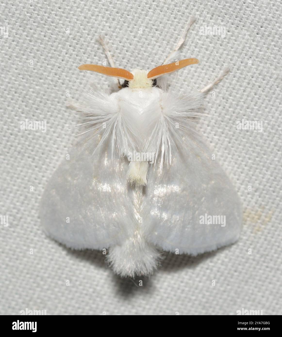 White Flannel Moth (Norape cretata) Insecta Stock Photo - Alamy
