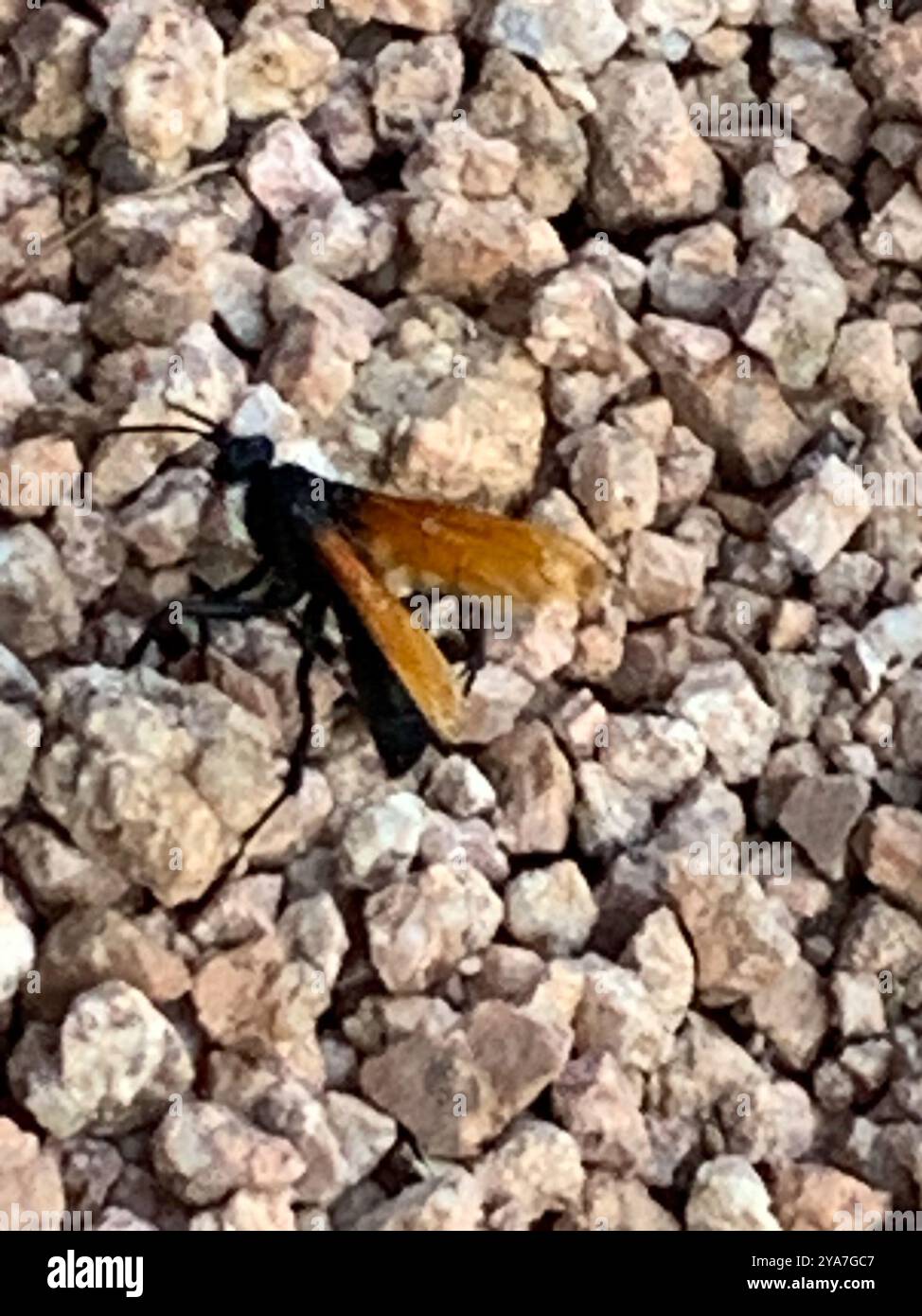 New World Tarantula-hawk Wasps (Pepsis) Insecta Stock Photo - Alamy