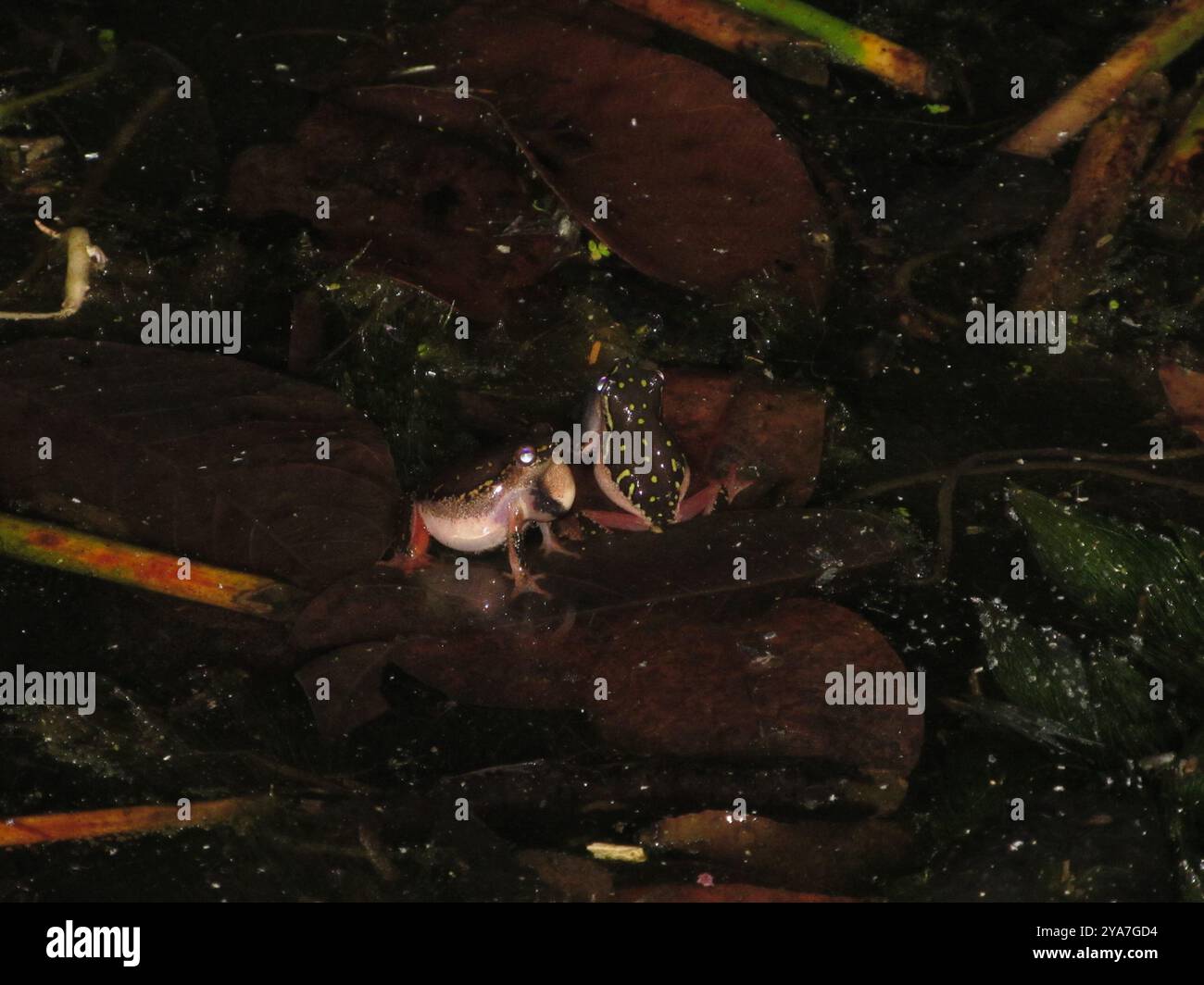 Painted Reed Frog (Hyperolius marmoratus) Amphibia Stock Photo - Alamy