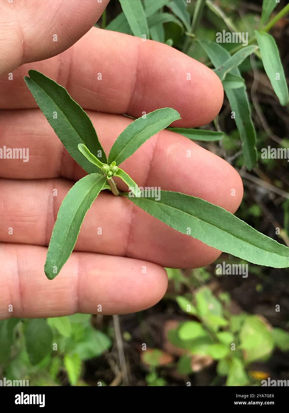 Narrowleaf Four o'Clock (Mirabilis linearis) Plantae Stock Photo - Alamy