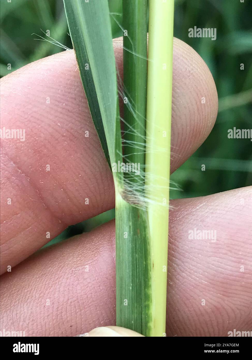 Australian Bluestem (Bothriochloa bladhii) Plantae Stock Photo - Alamy