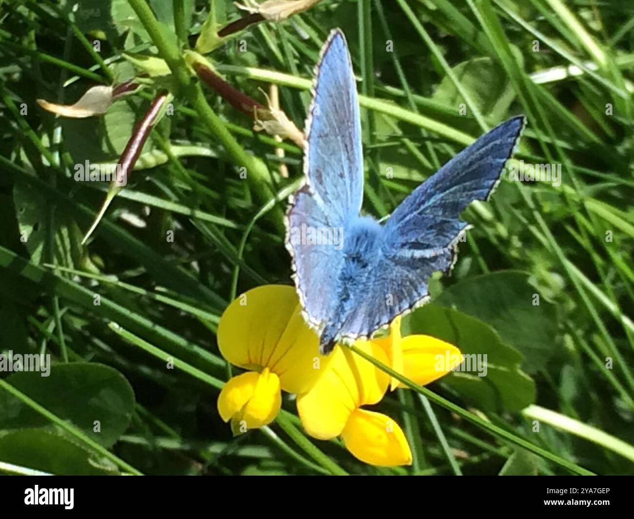 Adonis Blue (Polyommatus bellargus) Insecta Stock Photo - Alamy