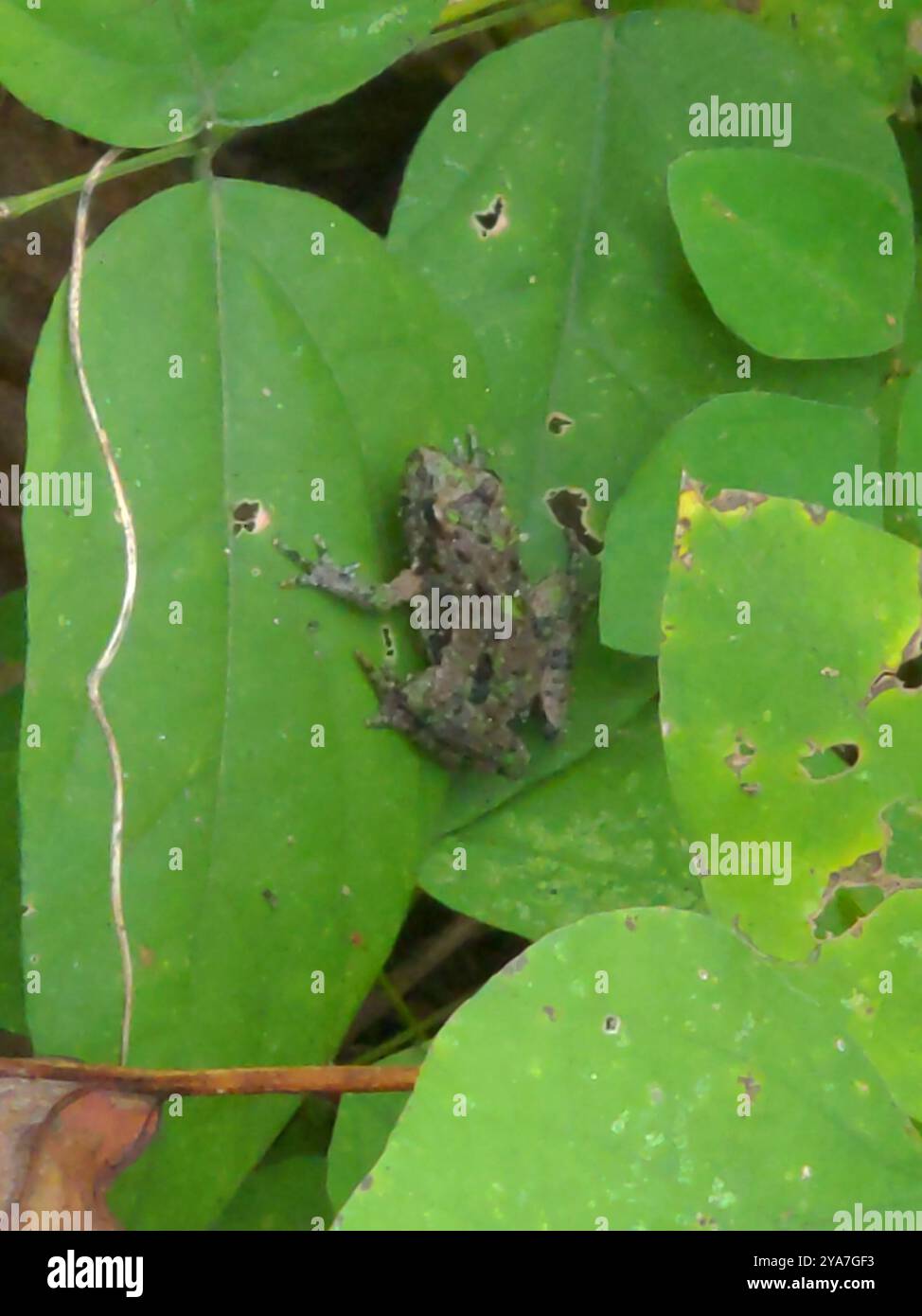 Northern Cricket Frog (Acris crepitans) Amphibia Stock Photo - Alamy