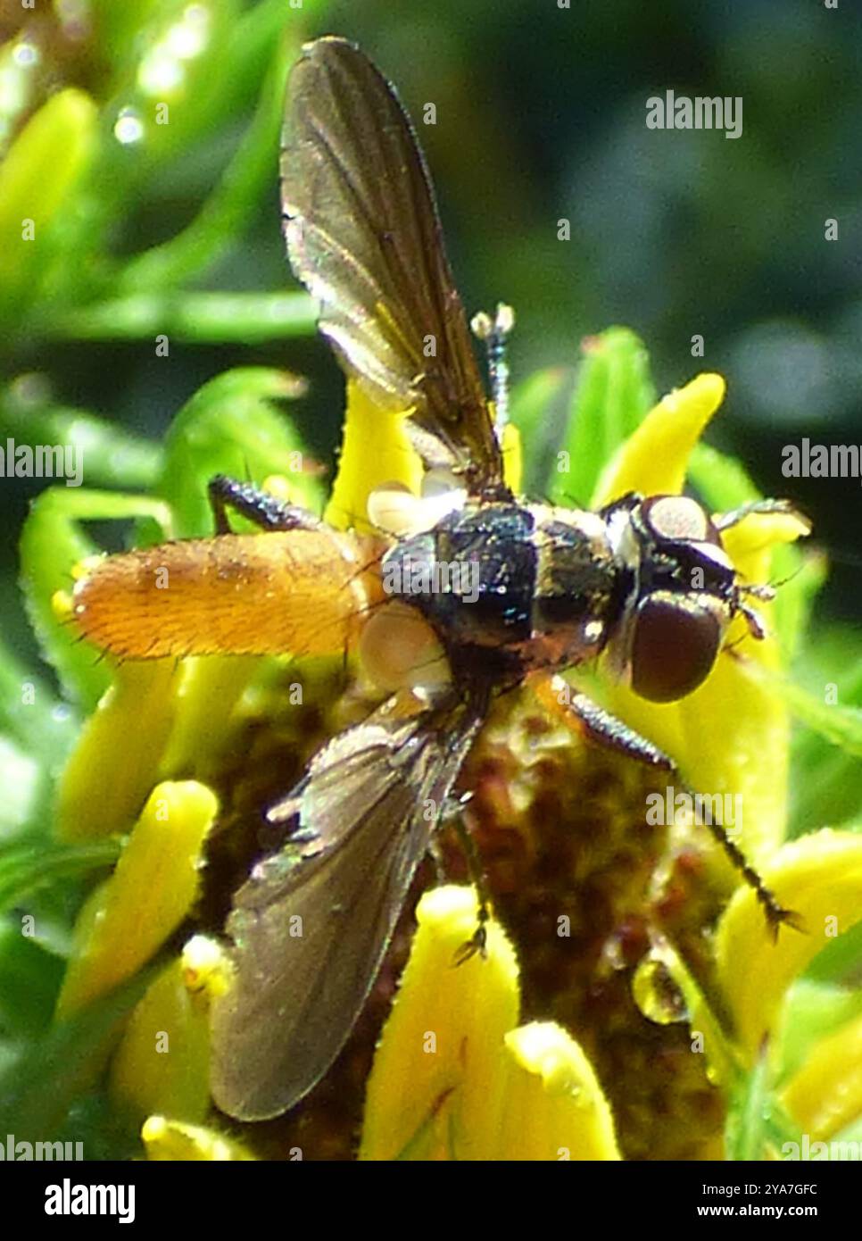 Swift Feather-legged Fly (Trichopoda pennipes) Insecta Stock Photo - Alamy