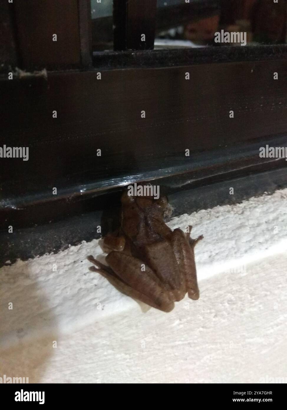 Spot-legged Tree Frog (Polypedates megacephalus) Amphibia Stock Photo ...