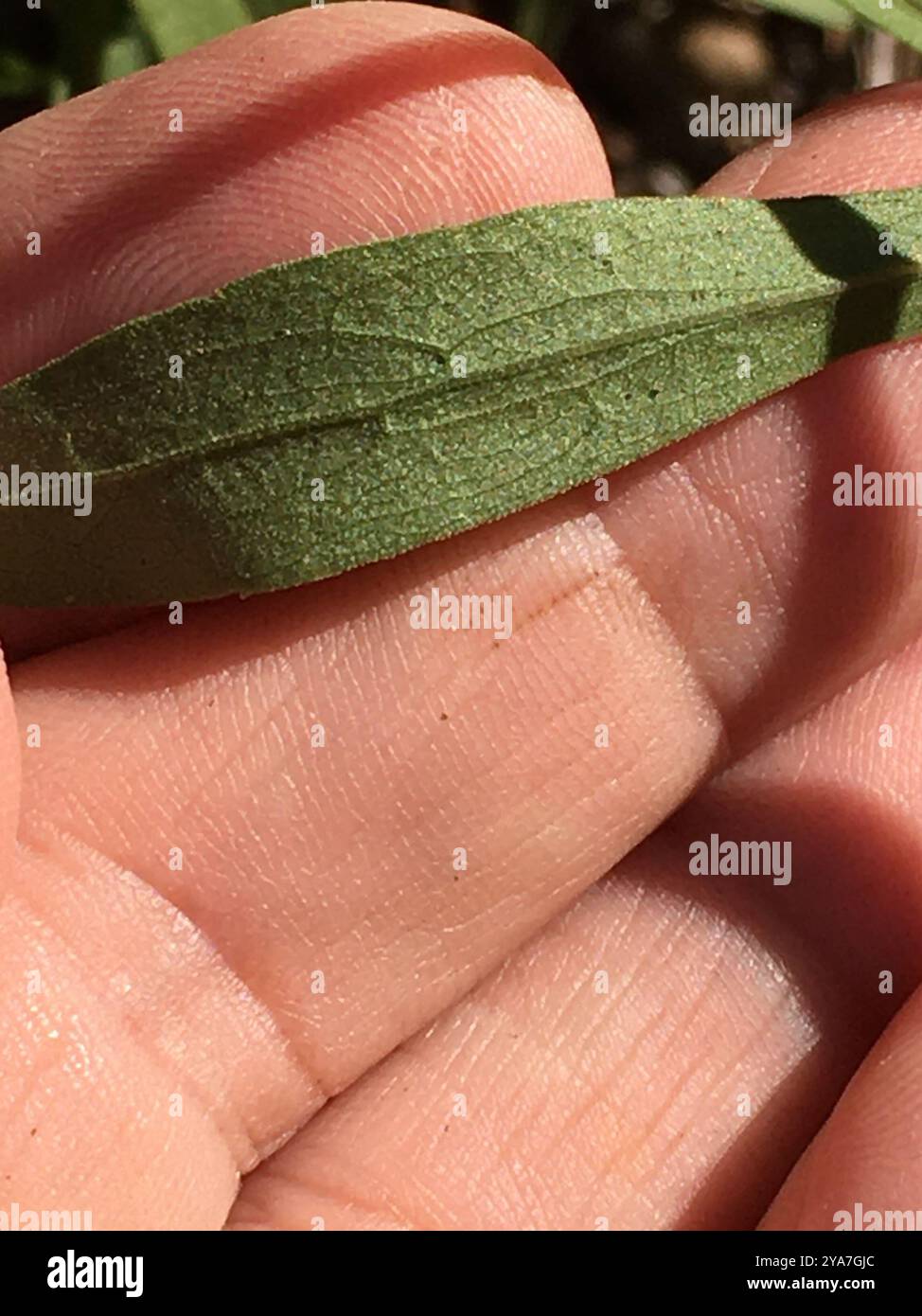 Small's Goldenrod (Solidago pinetorum) Plantae Stock Photo - Alamy