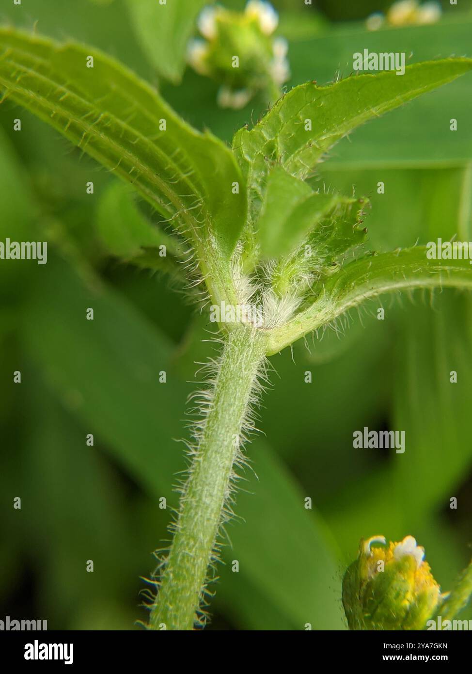 shaggy soldier (Galinsoga quadriradiata) Plantae Stock Photo - Alamy