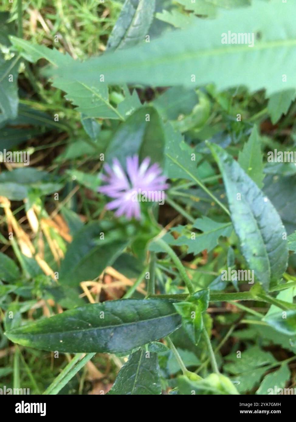 leafy elephant's-foot (Elephantopus carolinianus) Plantae Stock Photo ...
