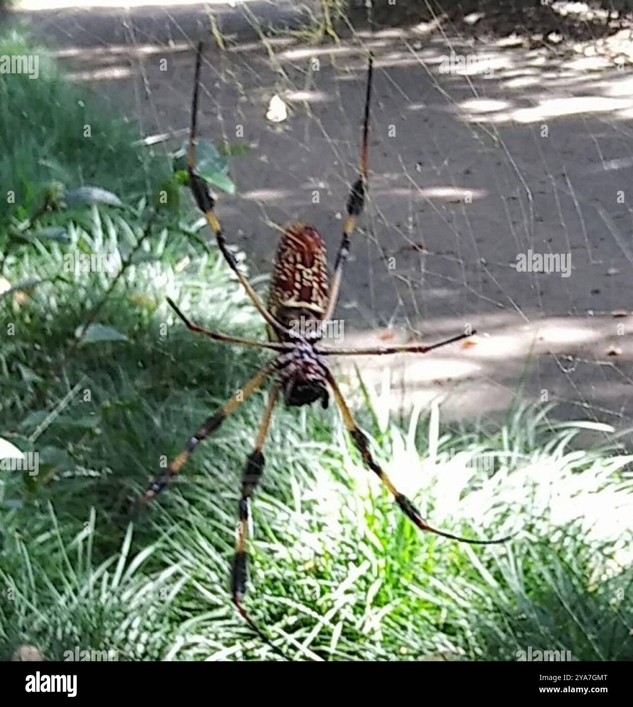Golden Silk Spider (Trichonephila clavipes) Arachnida Stock Photo - Alamy