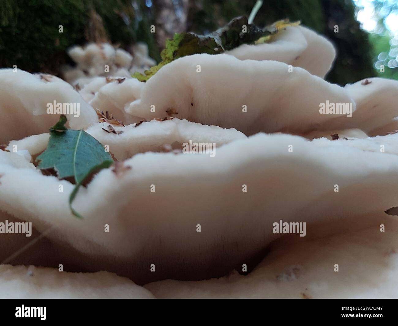Northern Tooth (Climacodon septentrionalis) Fungi Stock Photo - Alamy