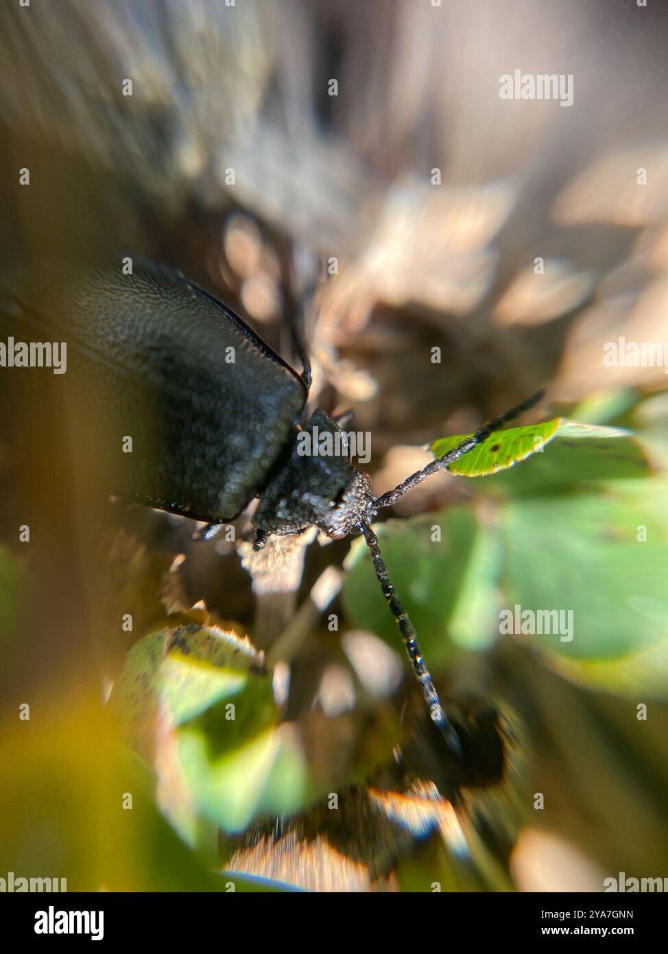 black-punctured leaf beetle (Galeruca tanaceti) Insecta Stock Photo - Alamy