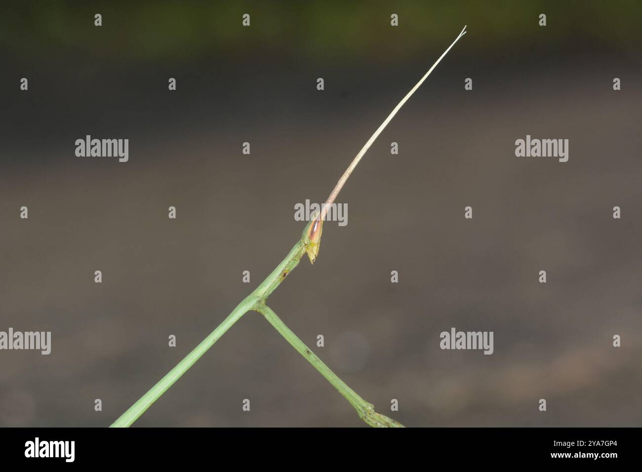 Indian grass mantis hi-res stock photography and images - Alamy