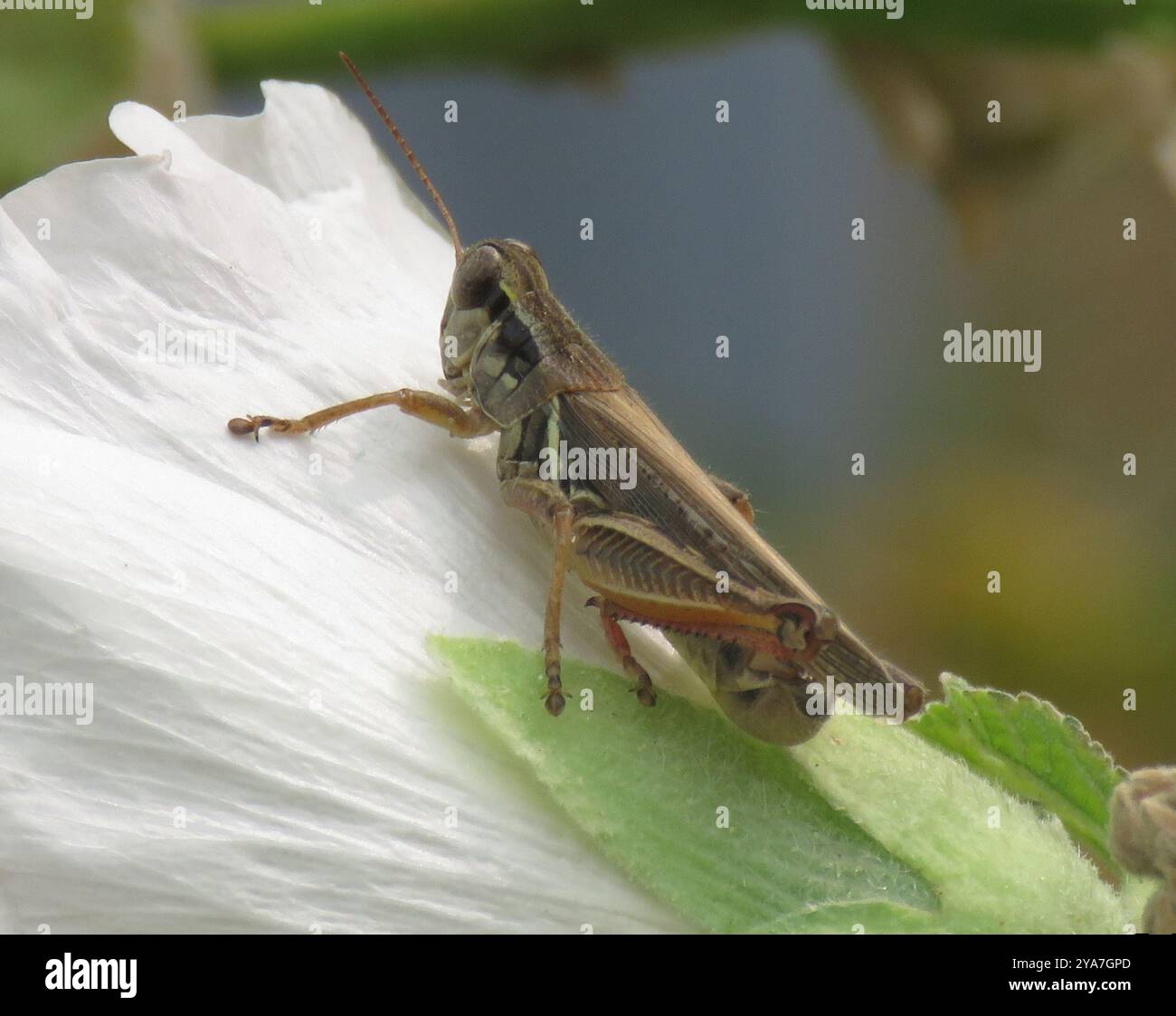 Red-legged Grasshopper (Melanoplus femurrubrum) Insecta Stock Photo - Alamy