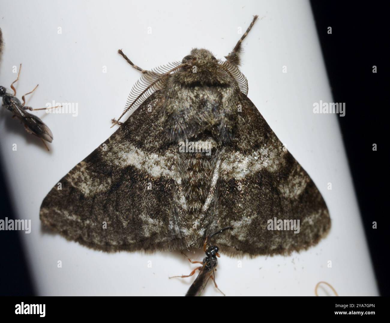 Lycia ypsilon hi-res stock photography and images - Alamy