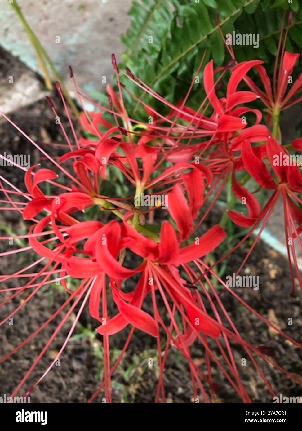 red spider lily (Lycoris radiata) Plantae Stock Photo - Alamy