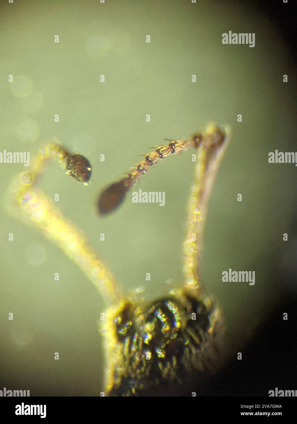 Pseudoedophrys hi-res stock photography and images - Alamy