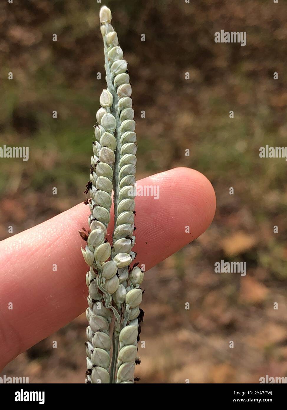 Florida paspalum (Paspalum floridanum) Plantae Stock Photo - Alamy