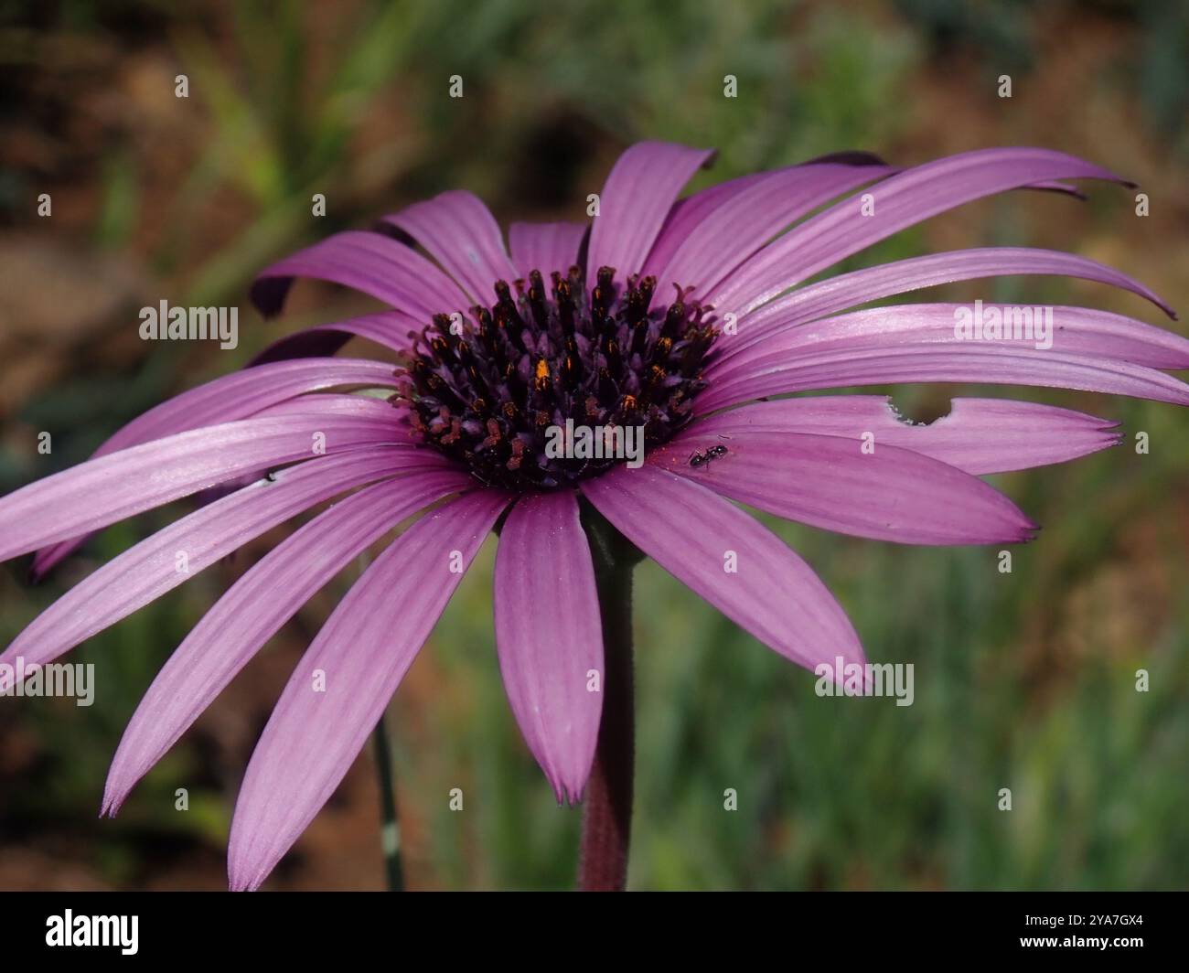 Dimorphotheca jucunda hi-res stock photography and images - Alamy