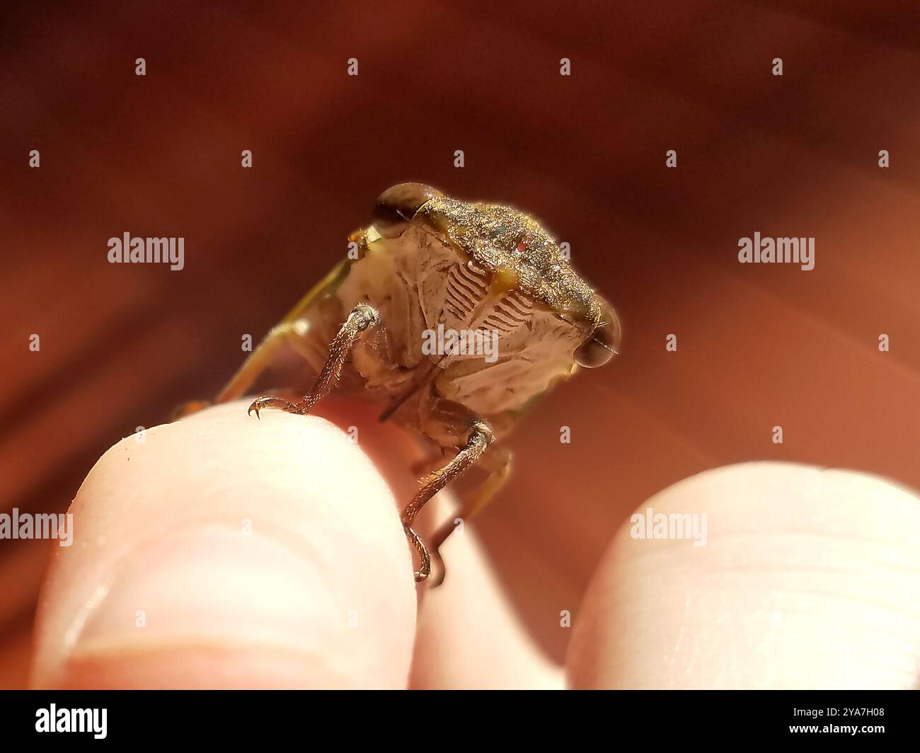 Davis's Southeastern Dog-day Cicada (Neotibicen davisi) Insecta Stock ...