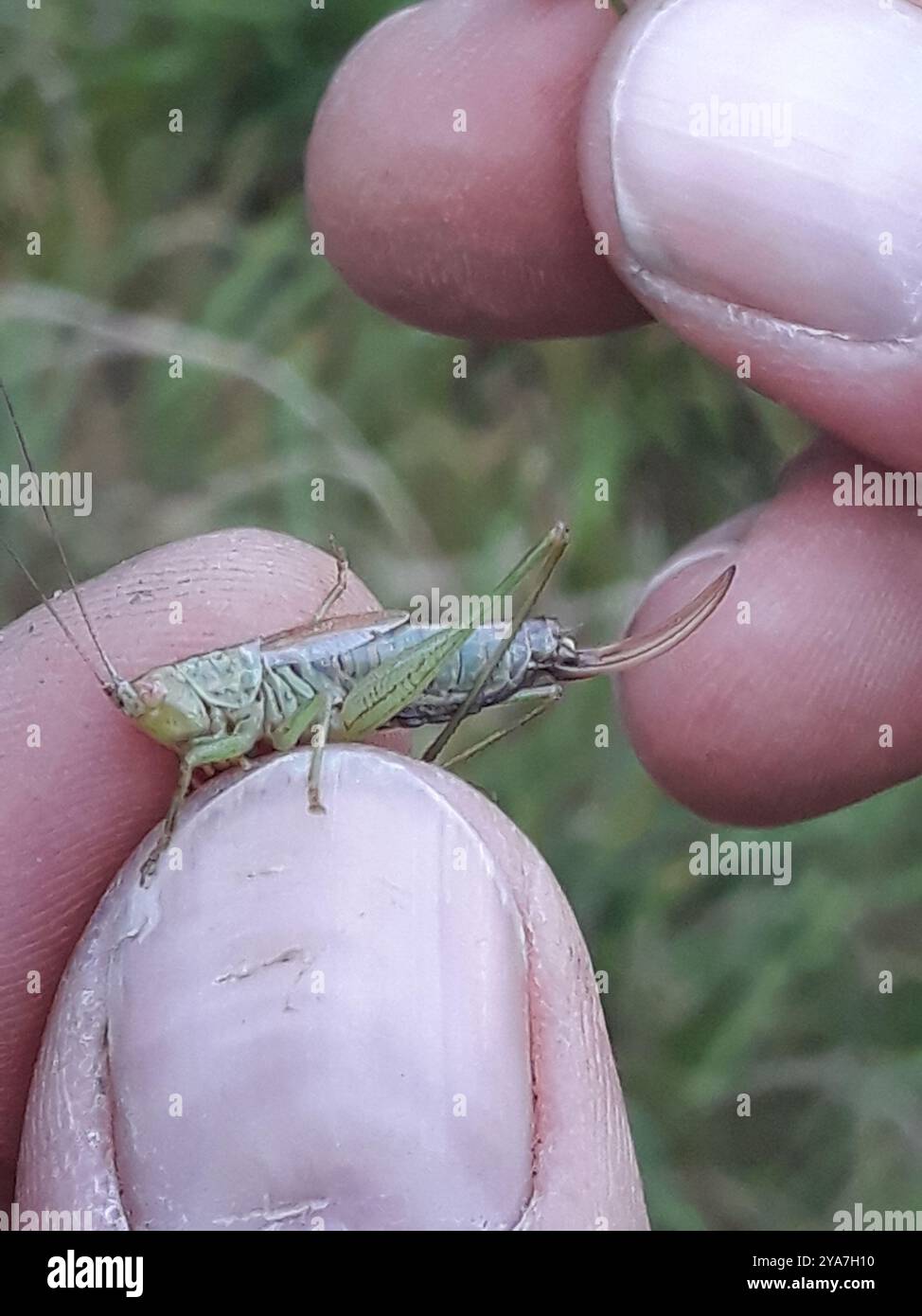 Short-winged Conehead (Conocephalus dorsalis) Insecta Stock Photo - Alamy