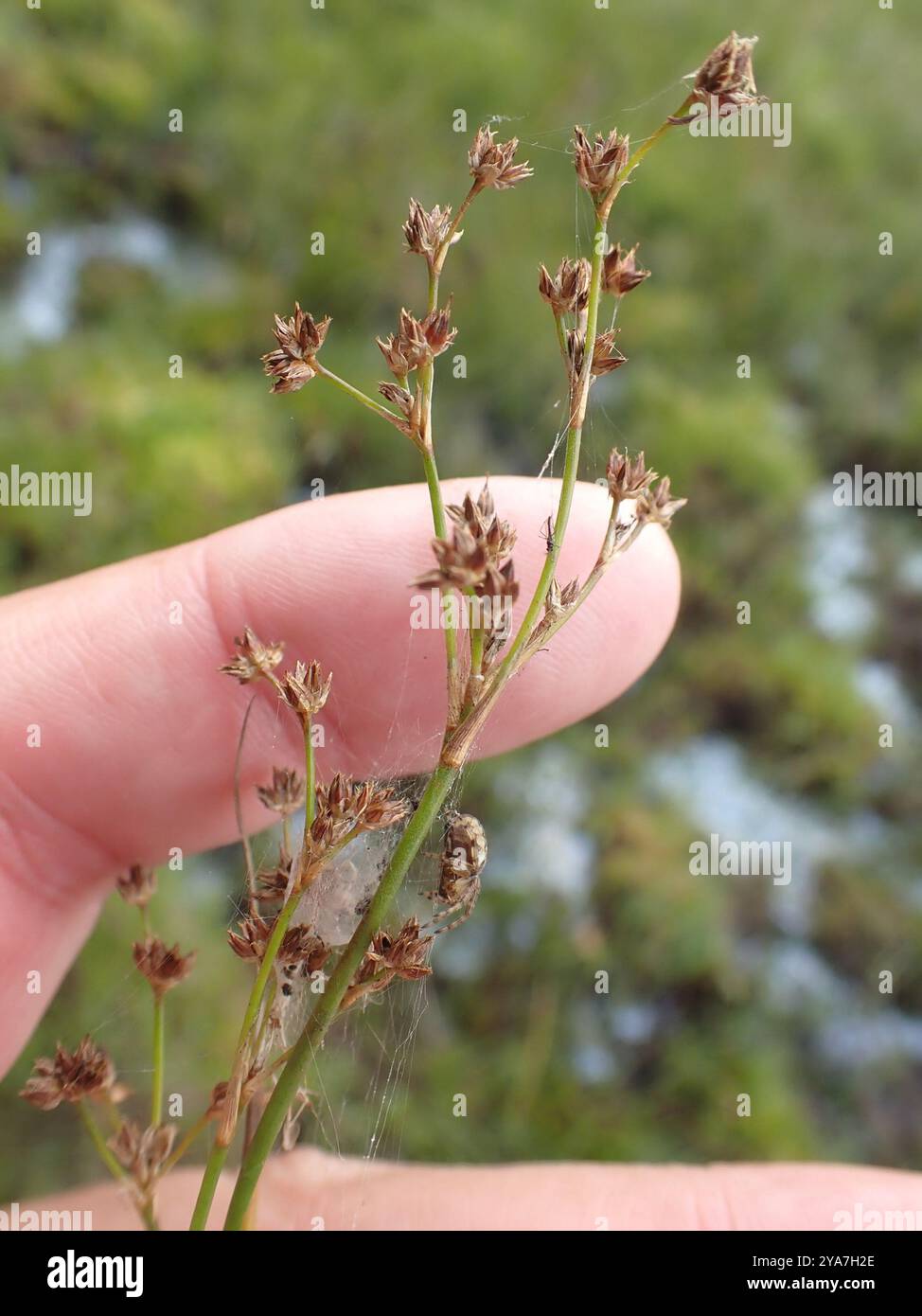 Sharp-flowered Rush (Juncus acutiflorus) Plantae Stock Photo - Alamy