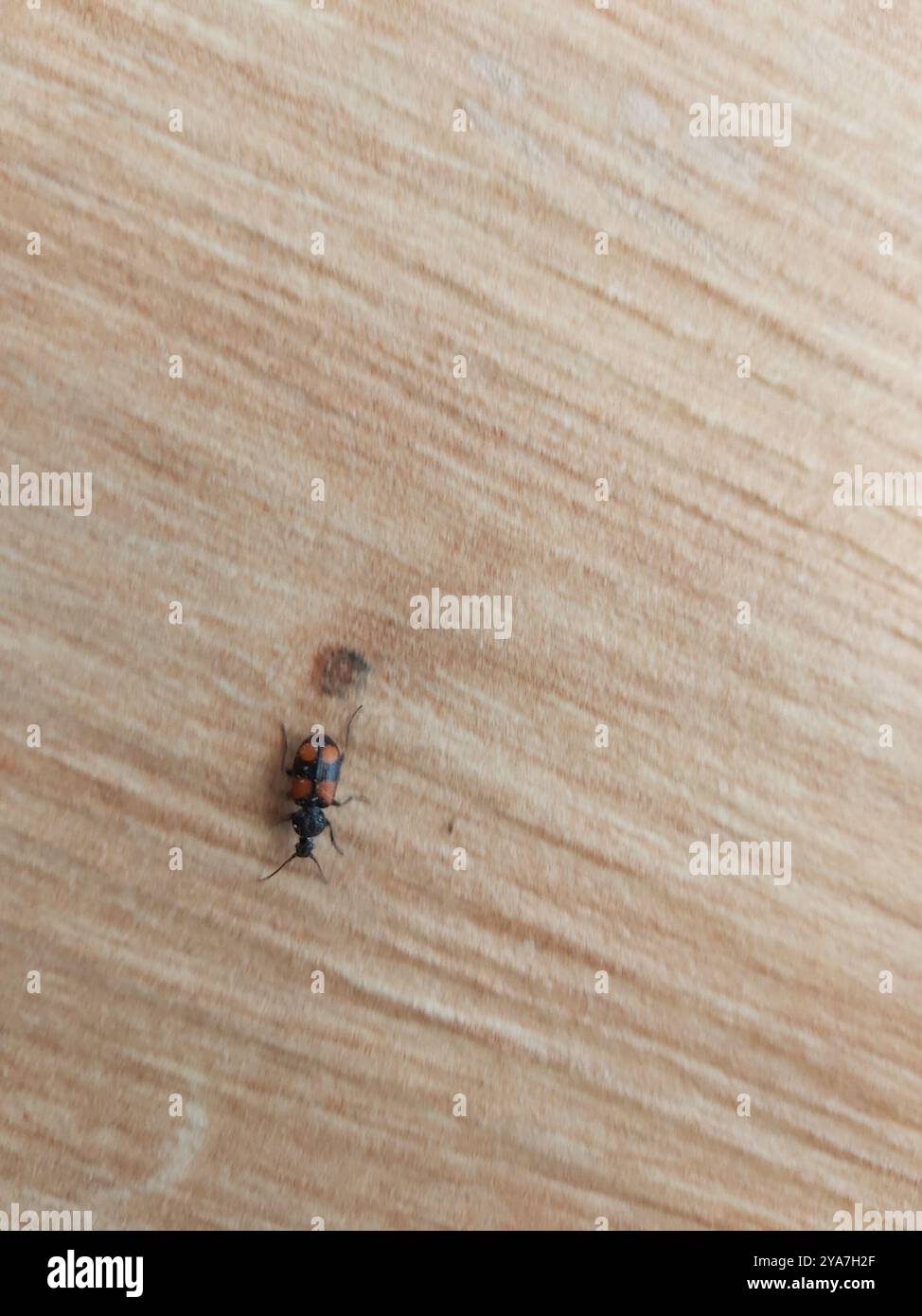 Panagaeus hi-res stock photography and images - Alamy