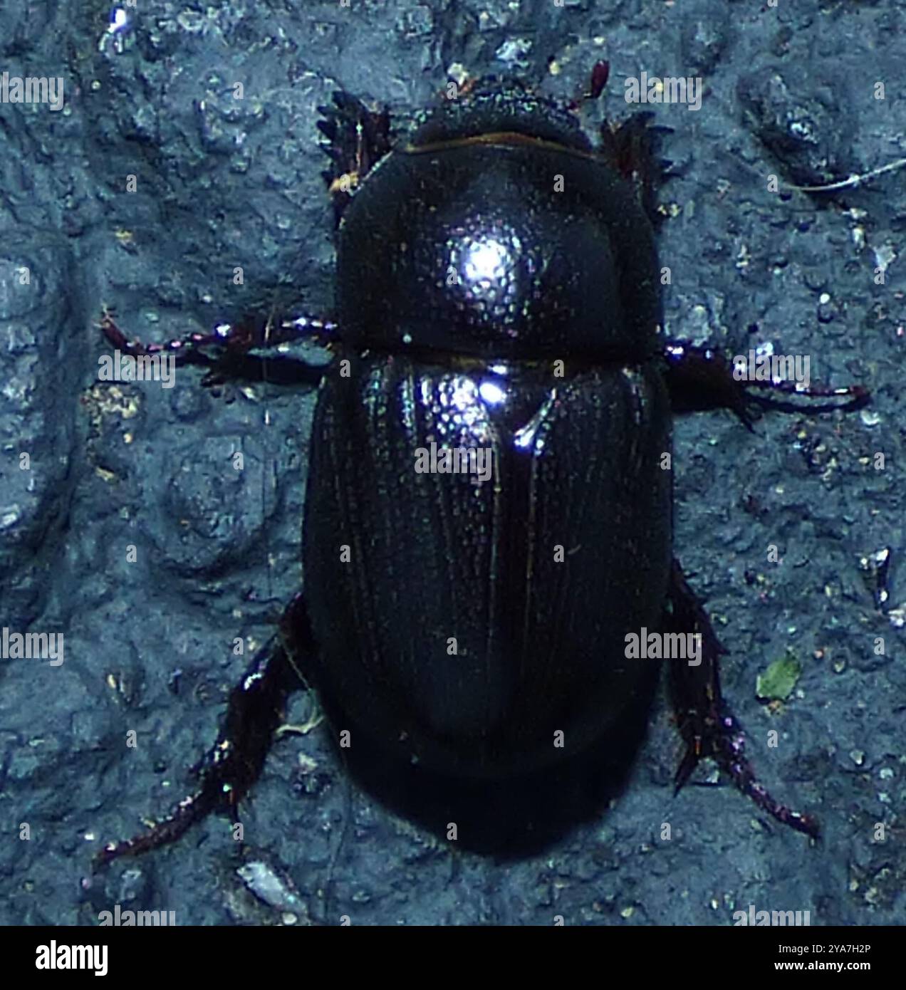 Sugarcane Beetle (Euetheola humilis) Insecta Stock Photo - Alamy